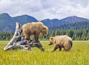 The Meaning Behind Alaska's State Motto: Understanding 'North to the ...